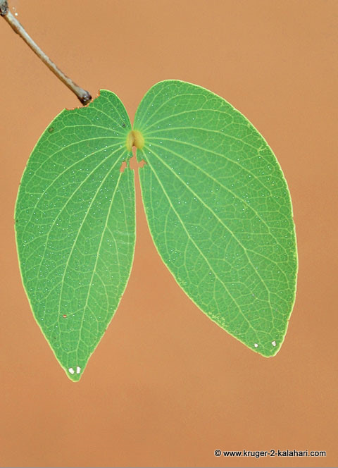 Tree profile: Mopane | Experiment