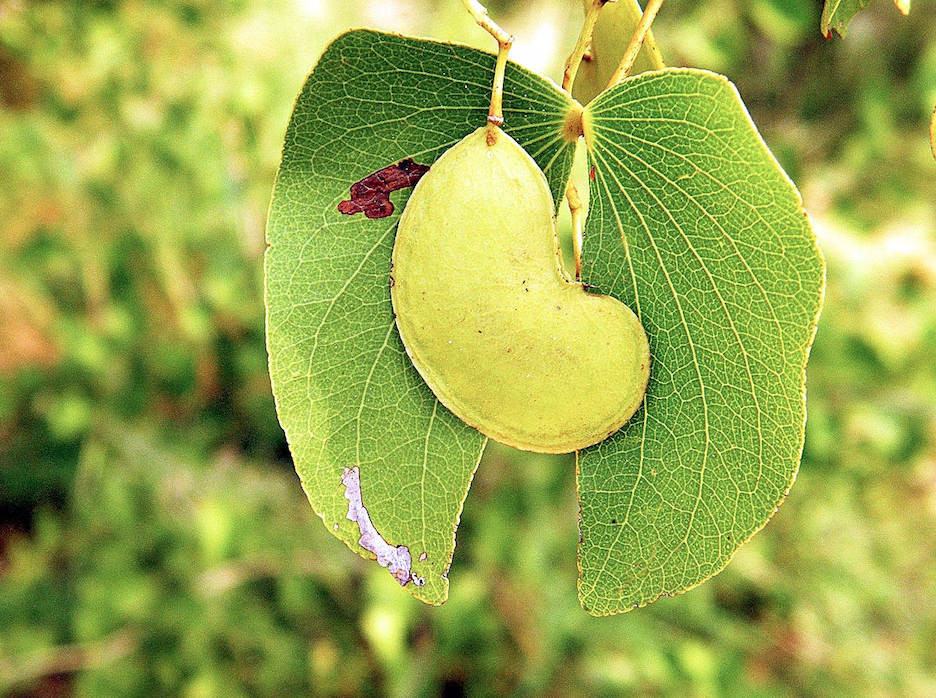 Tree profile: Mopane | Experiment