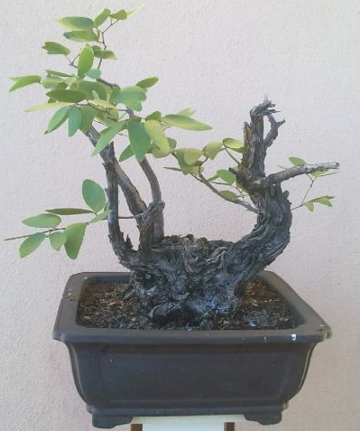 Tree profile: Mopane | Experiment