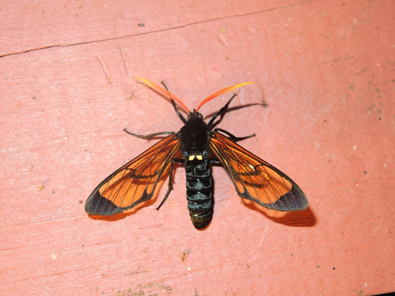 Batesian Mimicry? Mullerian Mimicry? Giants? | Experiment