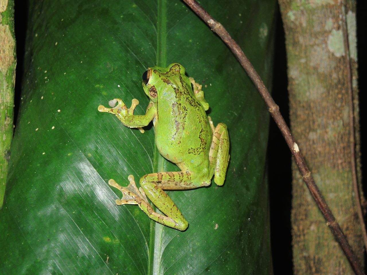 TREES... | Experiment