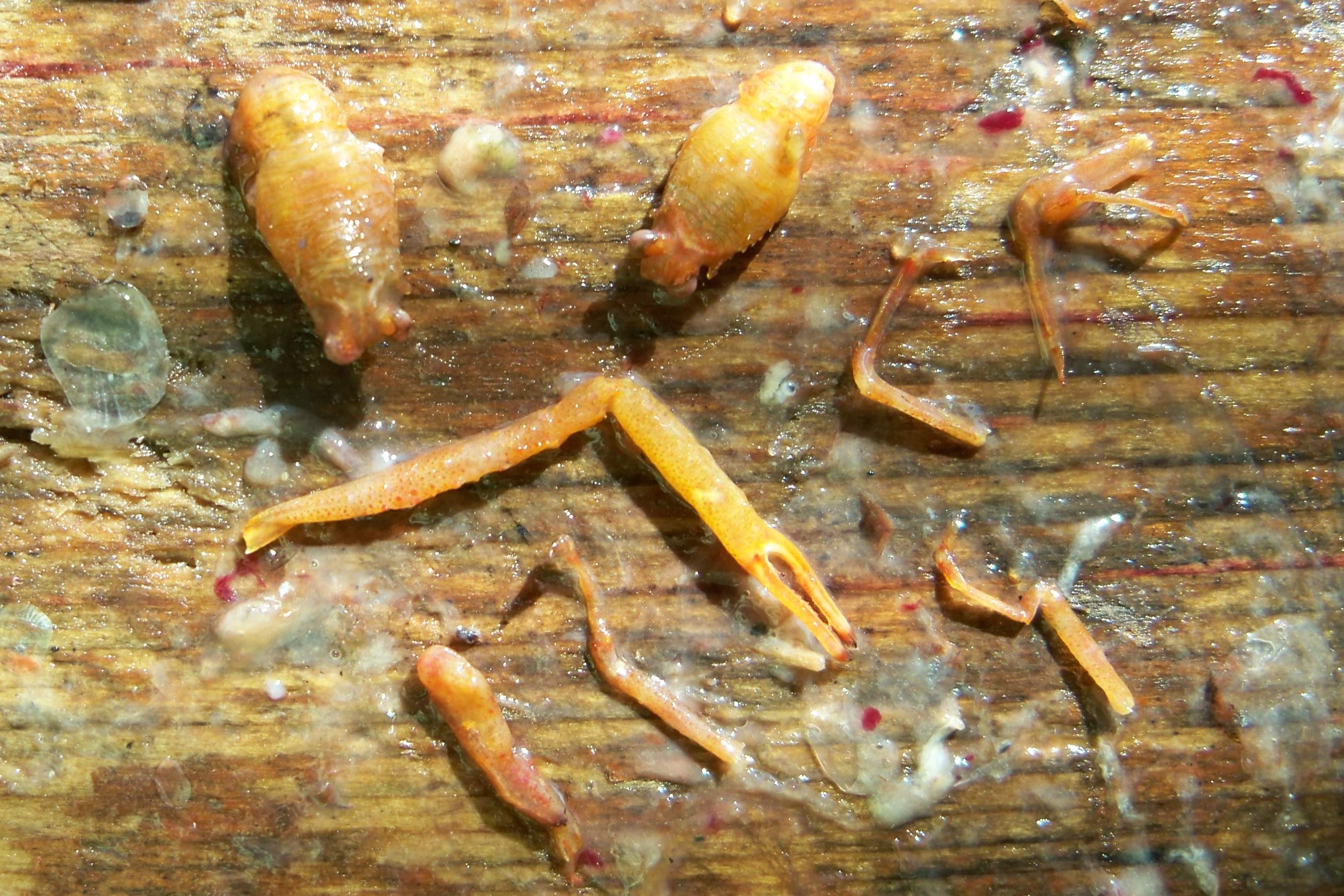 What do lionfish eat? | Experiment