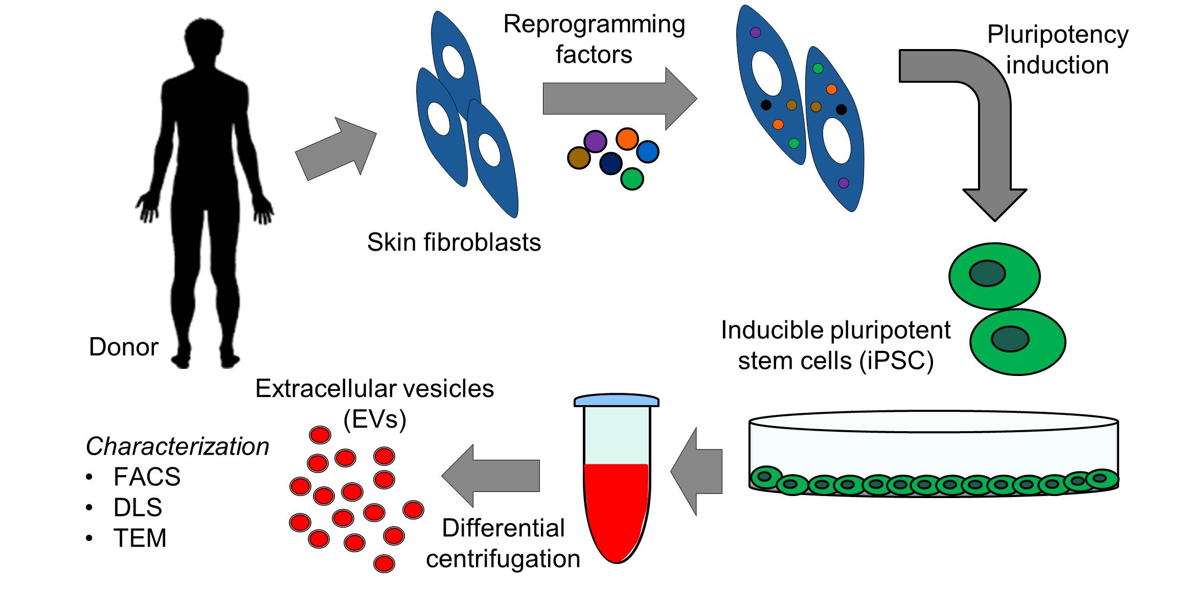Generation of iPSC | Experiment